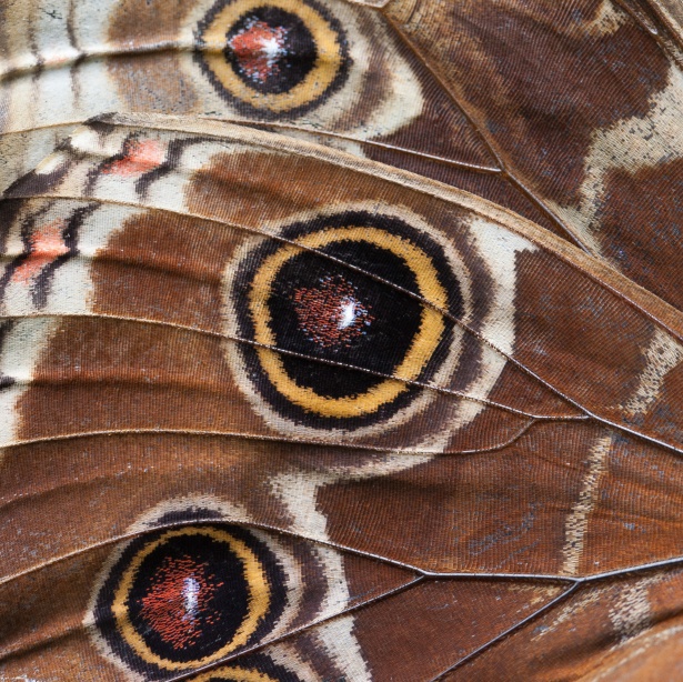 Butterfly Legends In Native American Mythology butterfly-legends-in-native-american-mythology