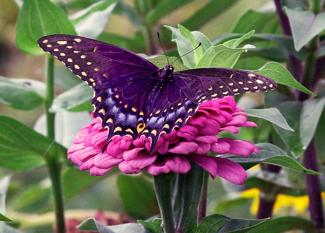 Myths Symbolism And Meaning Of Purple Butterflies
