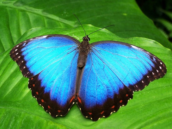The Most Unique Butterflies